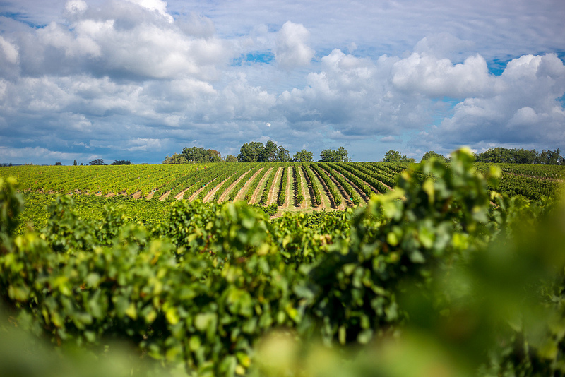 Découvrir le vignoble de Bordeaux : Office de Tourisme Médoc plein Sud