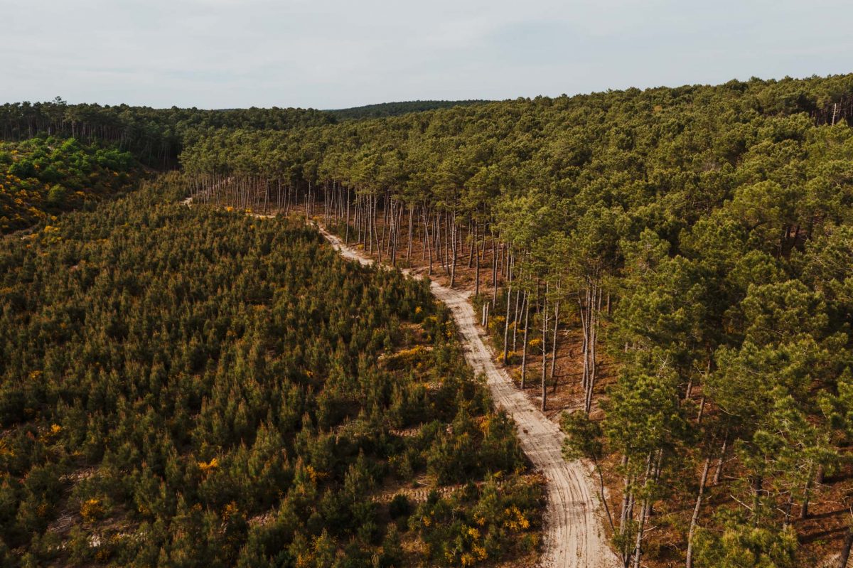 La forêt de pins du Médoc : Office de Tourisme Médoc plein Sud