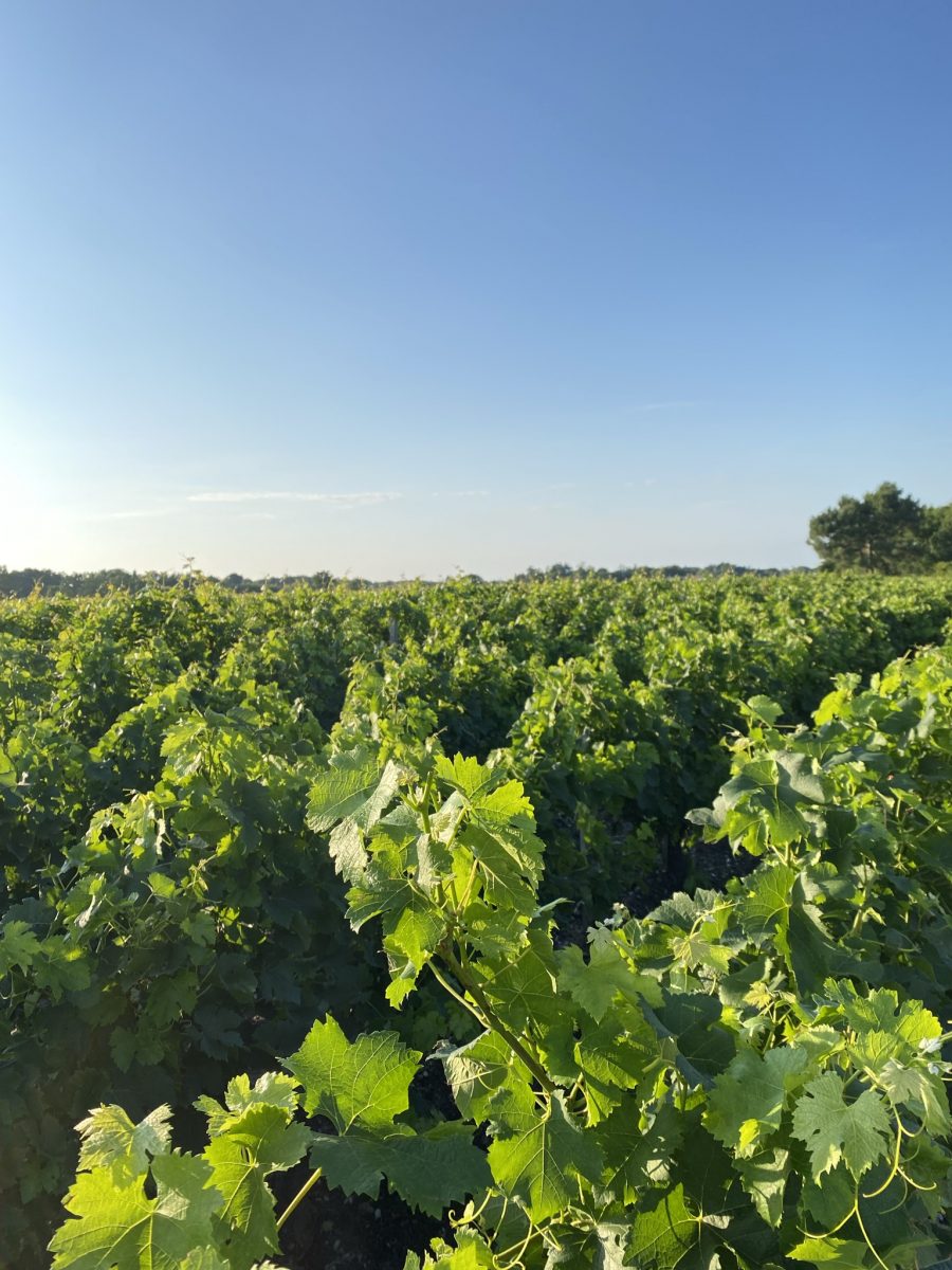 Les vignobles du Médoc : Office de Tourisme Médoc plein Sud