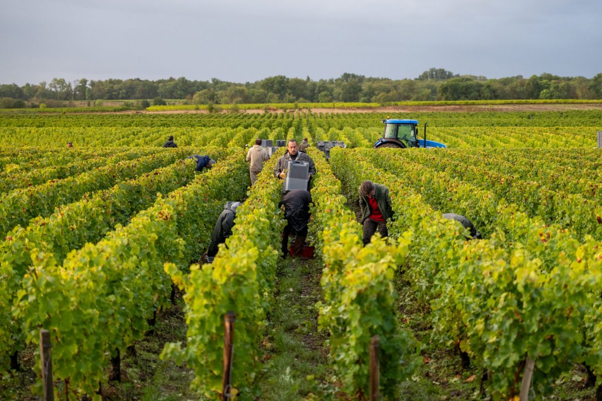 Les vignobles du Médoc : Office de Tourisme Médoc plein Sud